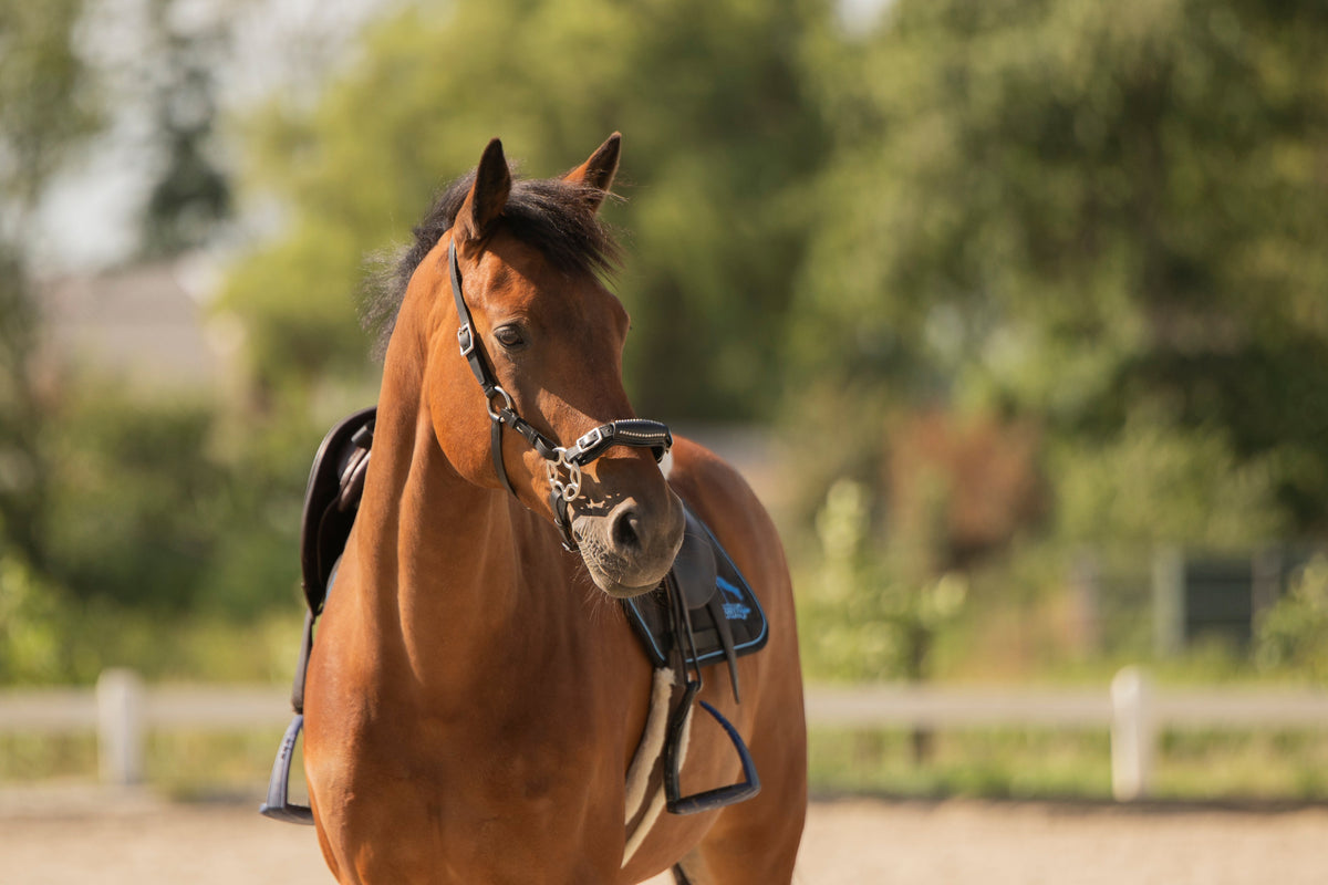 Passwortwiederherstellung erfolgreich | Agradi.de